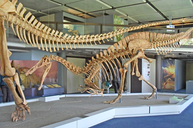 Iziko: South African Museum - Museum Explorer SA