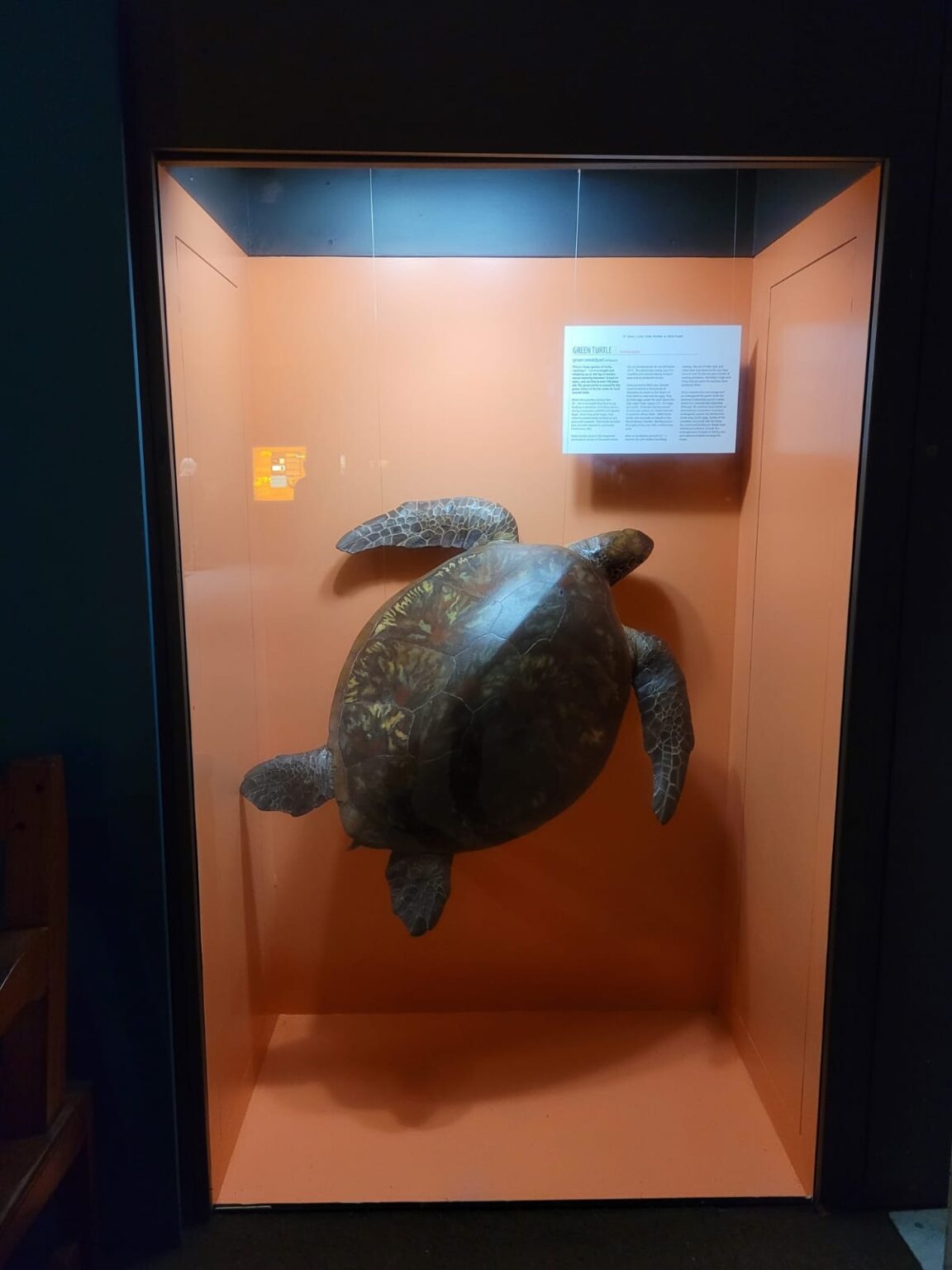 Iziko: South African Museum - Museum Explorer SA