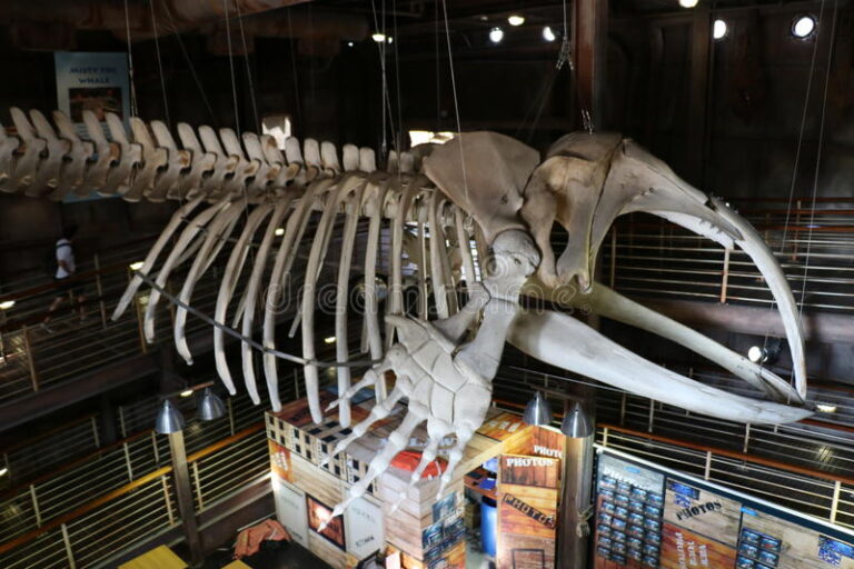 uShaka Marine World - Museum Explorer SA