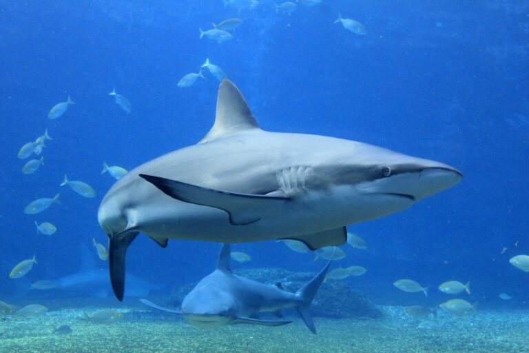 uShaka Marine World - Museum Explorer SA