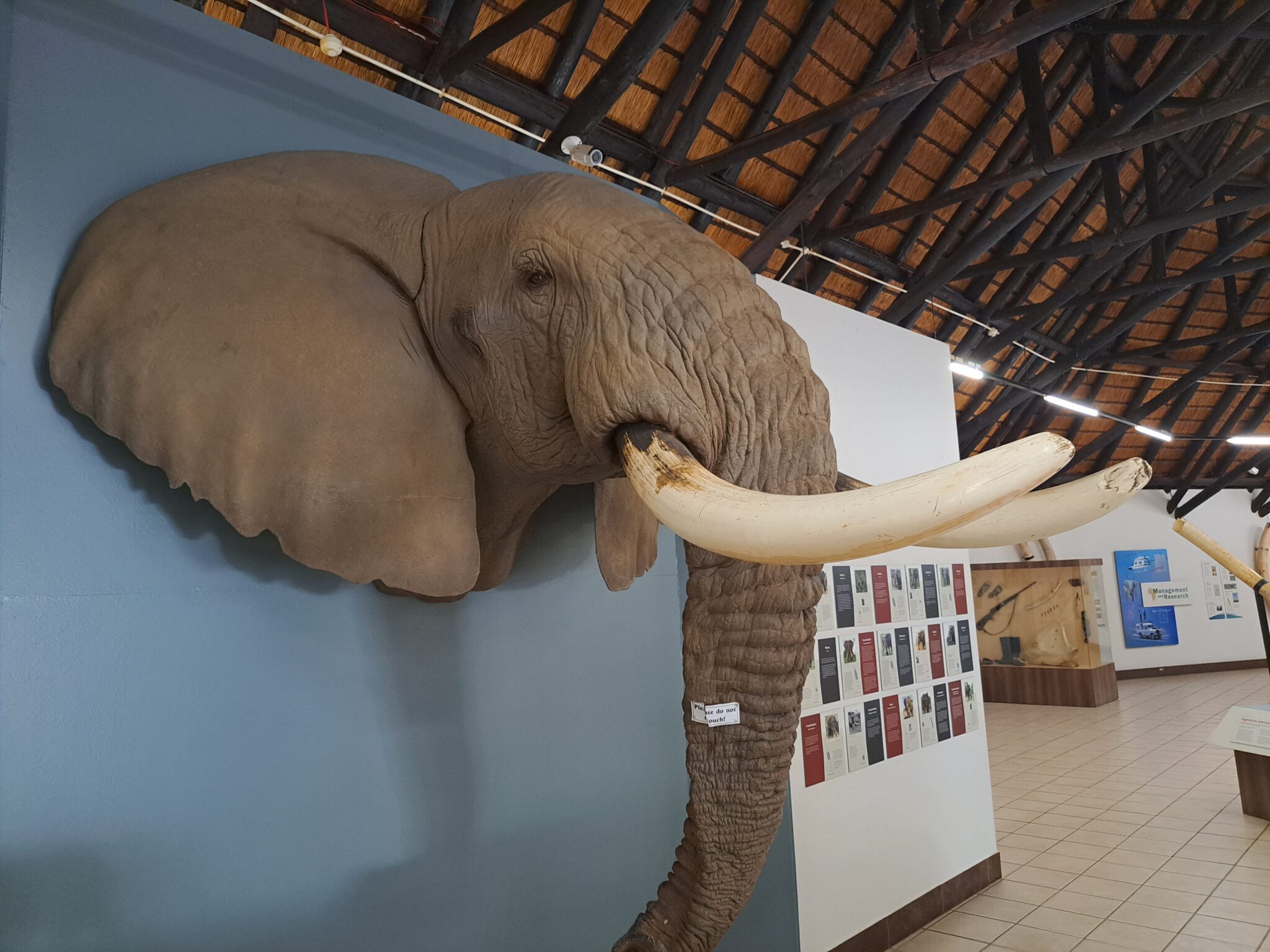Letaba Elephant Hall - Museum Explorer SA