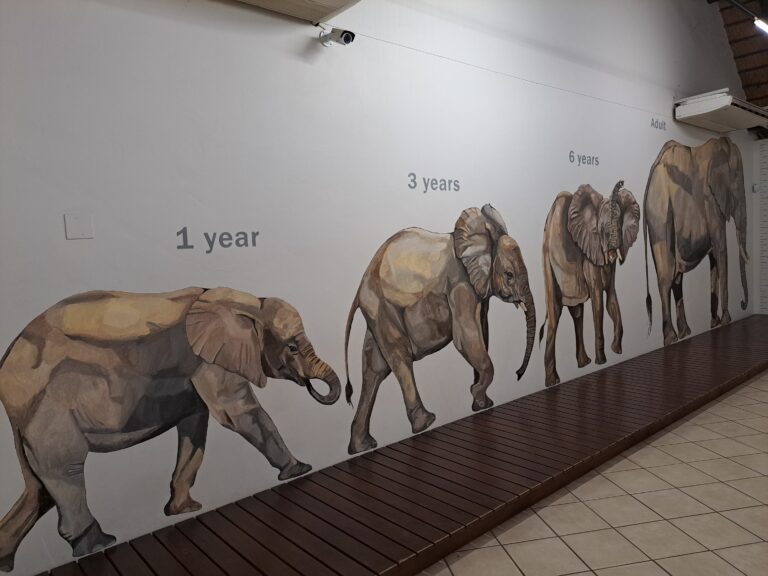 Letaba Elephant Hall - Museum Explorer SA