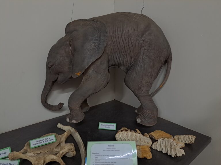 Letaba Elephant Hall - Museum Explorer SA