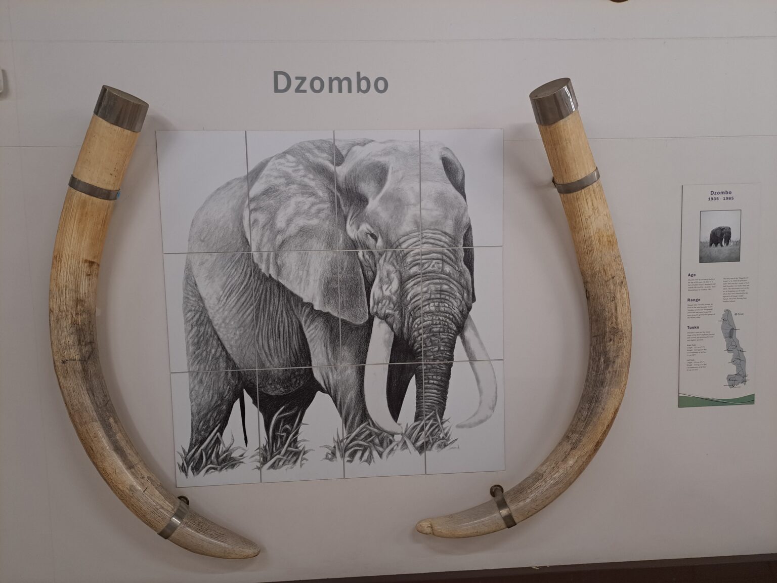 Letaba Elephant Hall - Museum Explorer SA