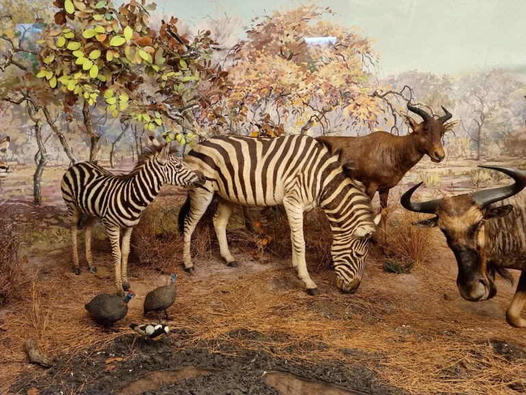 Durban Natural Science Museum - Museum Explorer SA