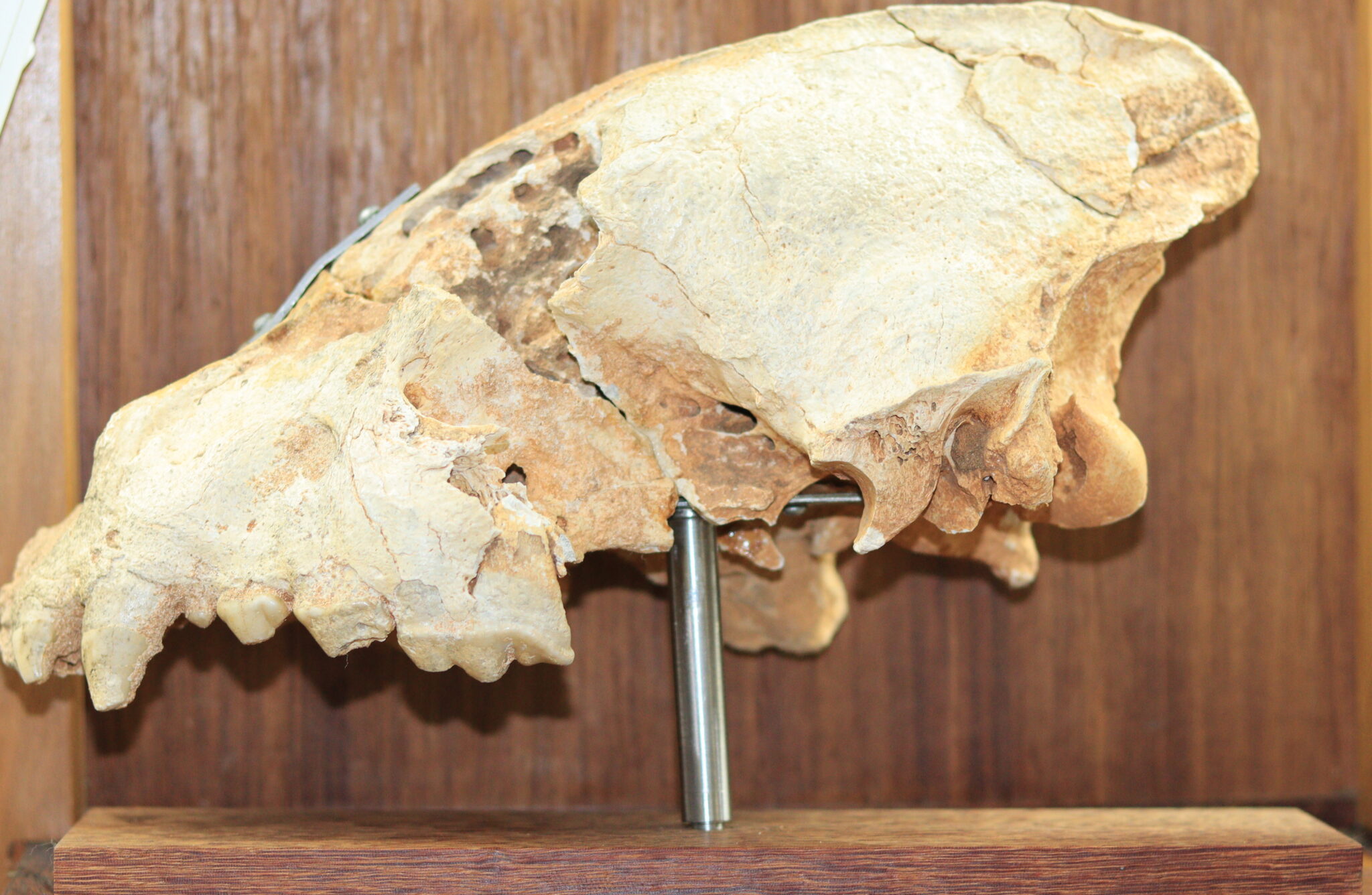 Blombos Museum of Archaeology - Museum Explorer SA